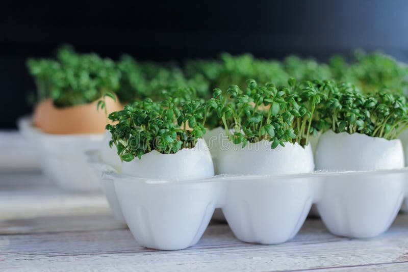 Planting Seedlings in Eggshells and Growing Useful Micro-greenery at ...