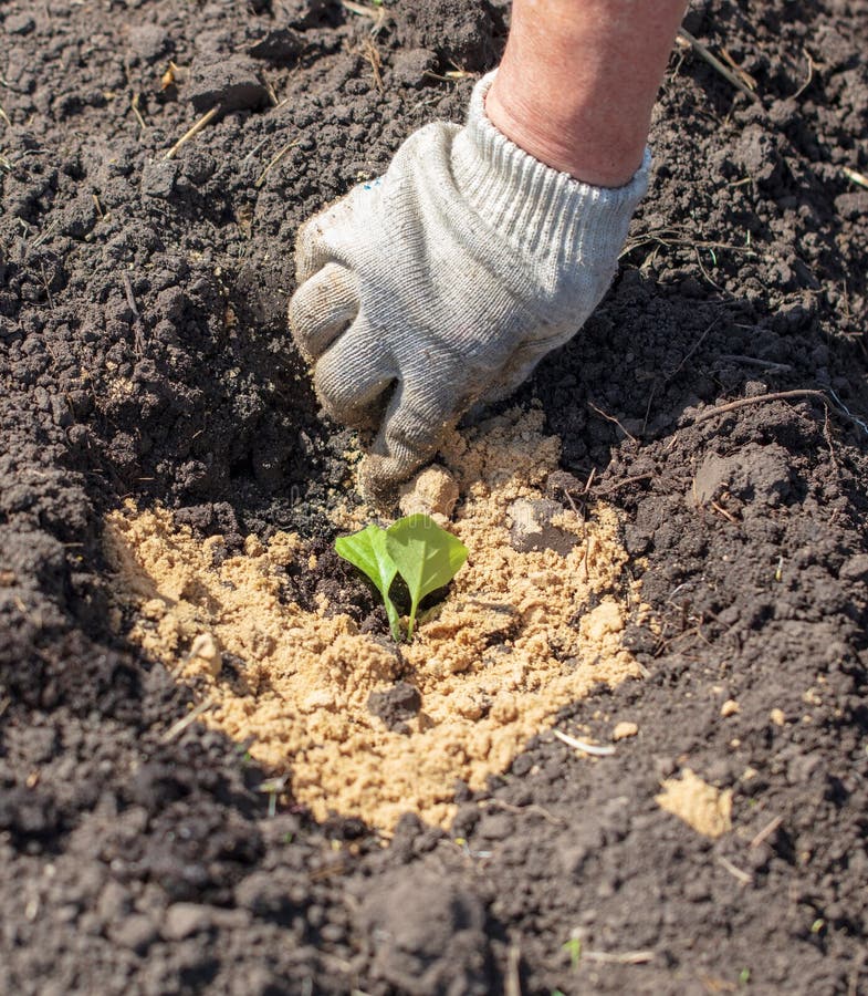 Planting Seedlings in the Garden Stock Photo - Image of gardening ...