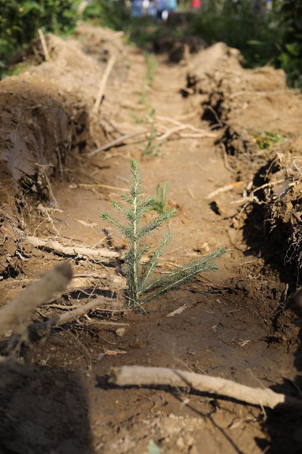 Planting Seedlings in the Ground. Planting of Trees Stock Photo - Image ...