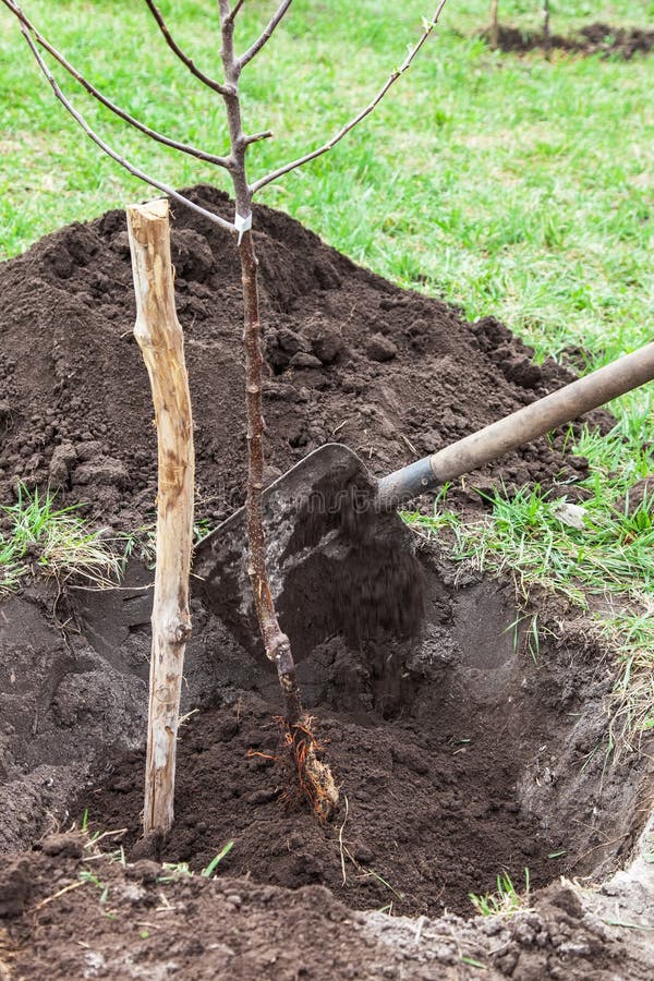 Transplanting New Scion with Roots, Dibble Fruit Tree Stock Image ...