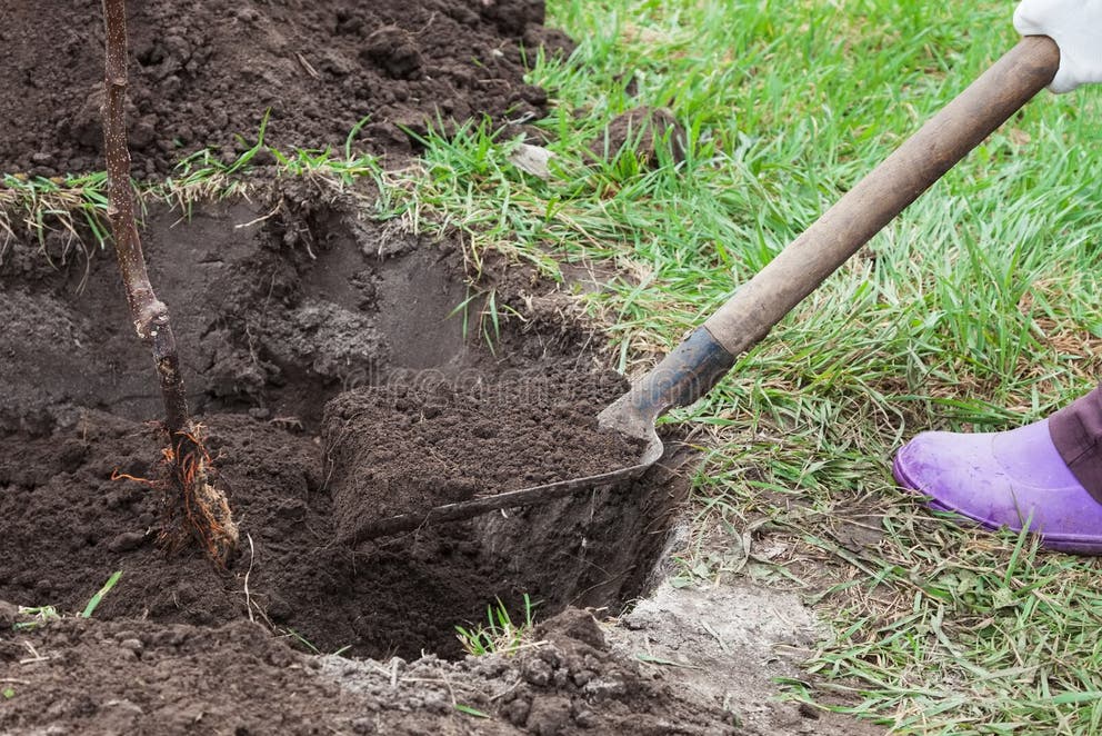 Planting Seedlings in Landing Pit Stock Image - Image of earth, farming ...