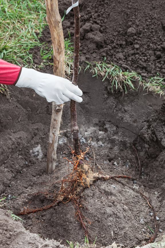 Planting Seedlings in Landing Pit Stock Photo - Image of earth ...