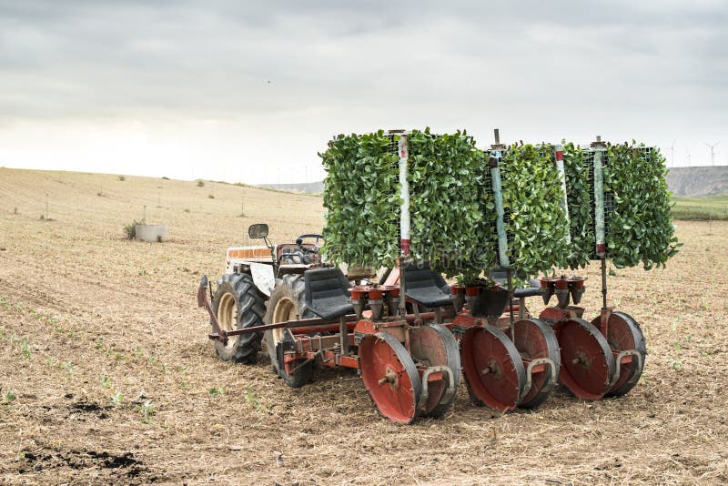 Planting seedlings machine stock photo. Image of sekinchan - 137993932