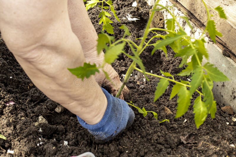 Planting Seedlings of Tomatoes, Spring Work in the Garden, Growing ...