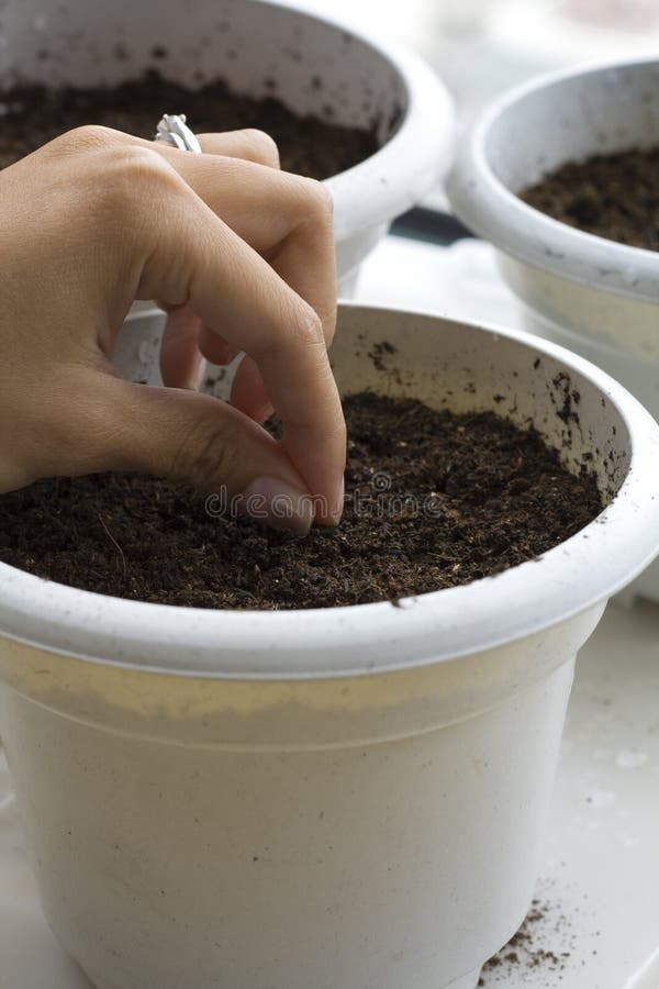 Planting Seeds stock photo. Image of life, hand, topsoil - 8349038