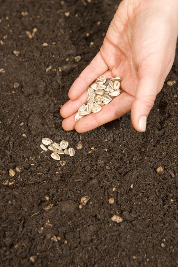 Planting seeds stock image. Image of life, human, conservation - 9037979