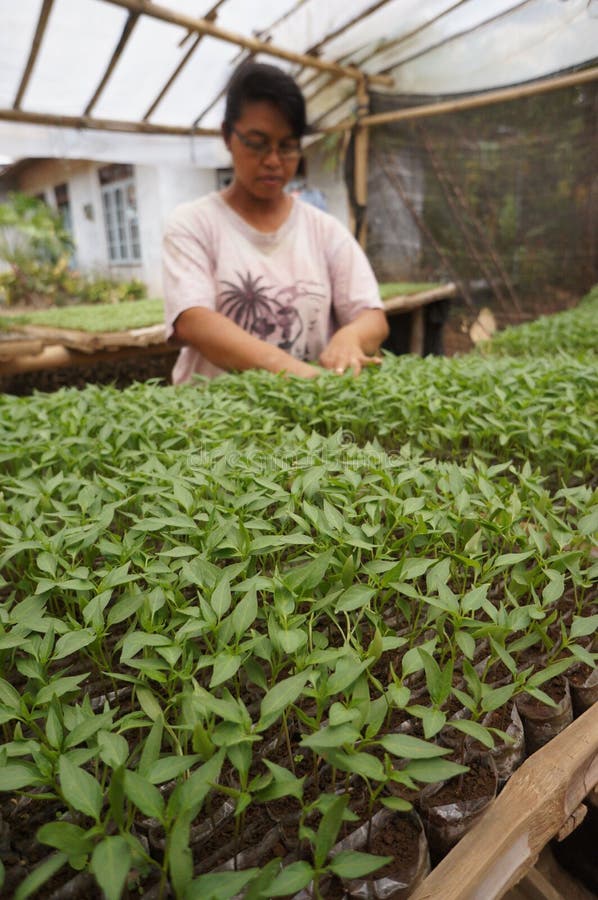 Planting seeds editorial stock image. Image of java, seeds - 61131549