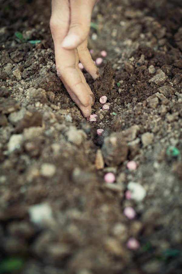 Planting Seeds in the Garden, Spring Garden Work Stock Image - Image of ...