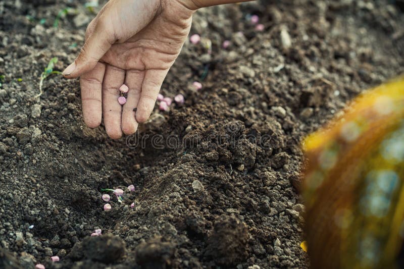 Planting Seeds in the Garden, Spring Garden Work Stock Photo - Image of ...