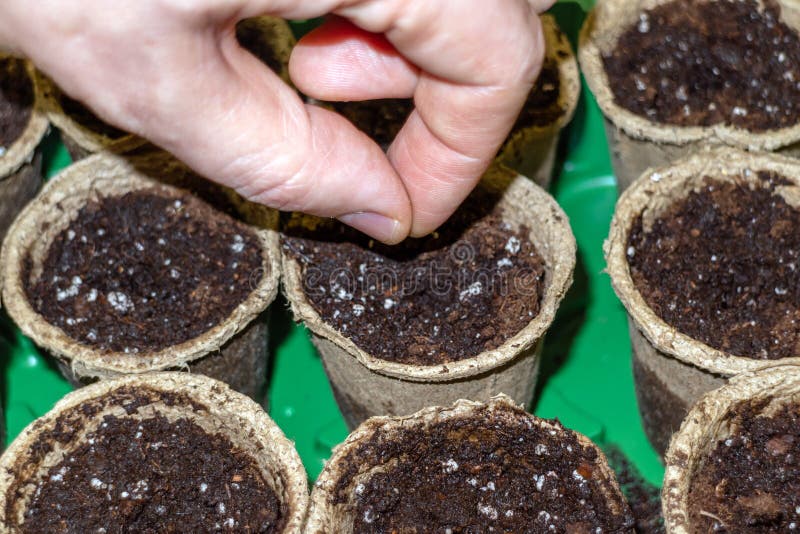 Planting Seeds in Seedling Cups Close-up Stock Image - Image of ...