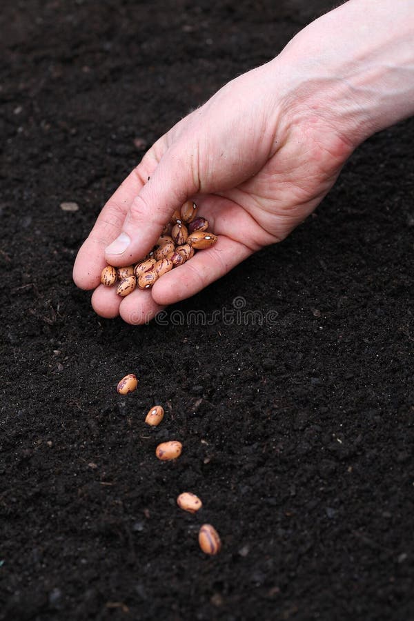 Planting seeds in soil stock image. Image of horticulture - 38365599