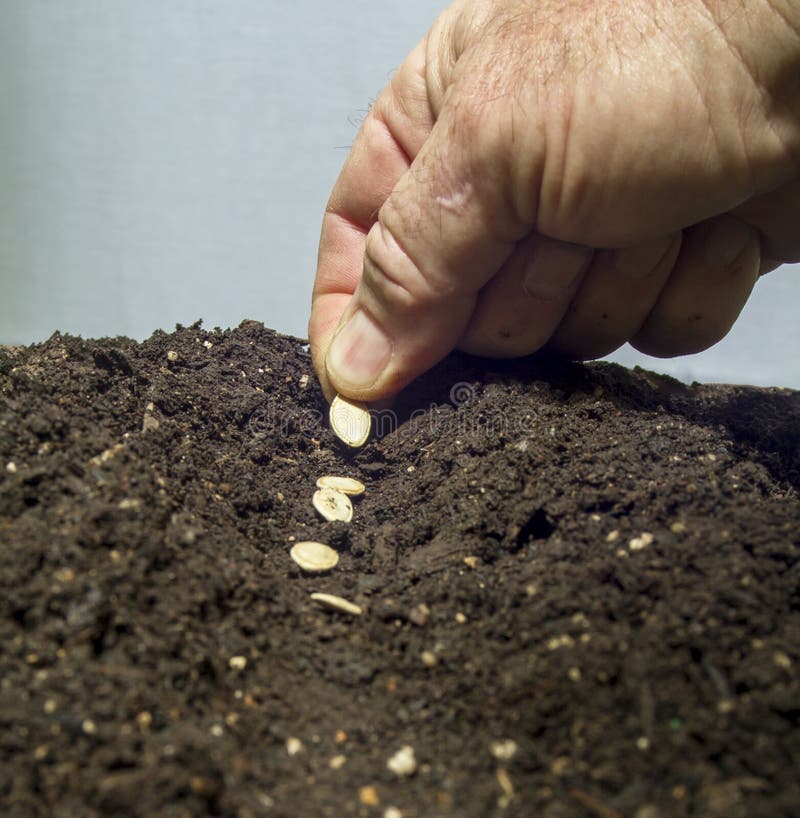 Planting Seeds in the Soil stock photo. Image of sowing - 54183642
