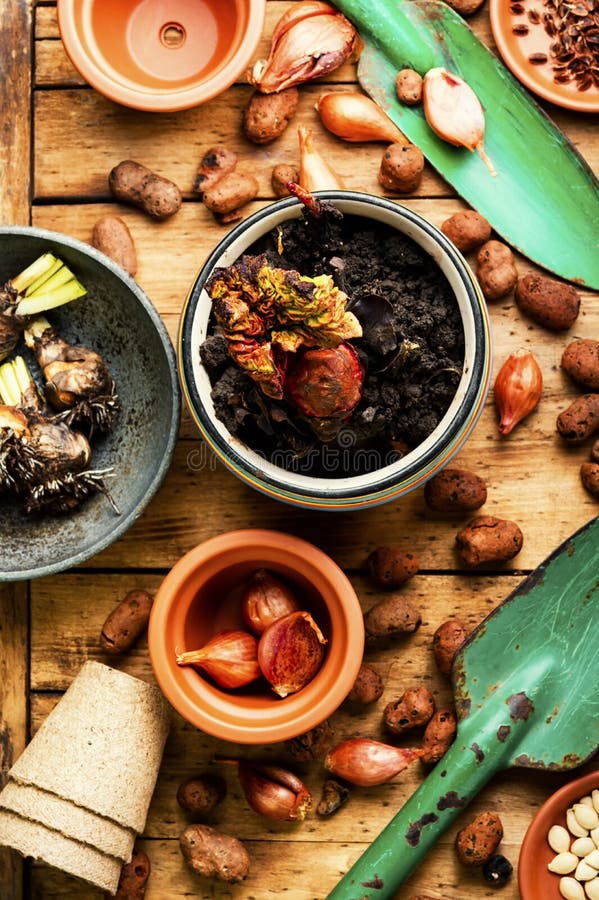 Planting Seeds in the Spring Stock Image - Image of seed, gardening ...