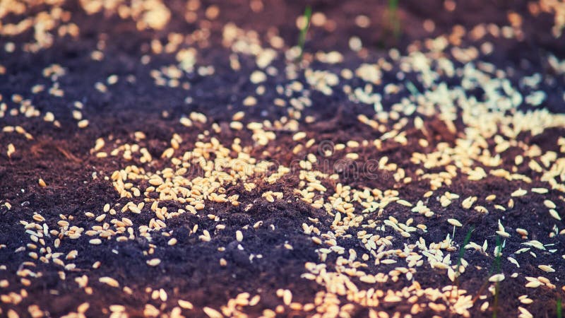 Planting Seeds of Wheat Grains in the Ground. Soil with Wheat Seeds Clo ...