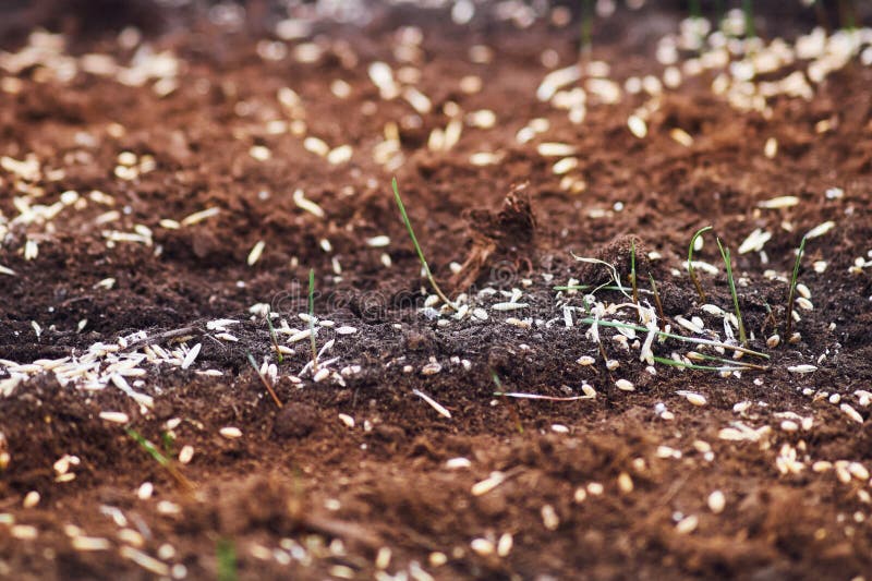 Planting Seeds of Wheat Grains in the Ground. Soil with Seeds and Spro ...