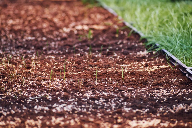 Planting Seeds of Wheat Grains in the Ground. Soil with Seeds and Spro ...