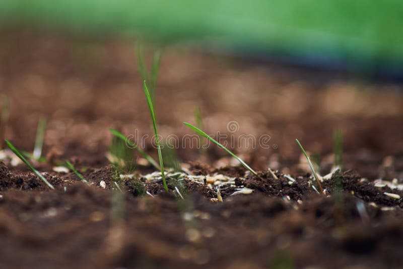 Planting Seeds of Wheat Grains in the Ground. Soil with Seeds and Spro ...