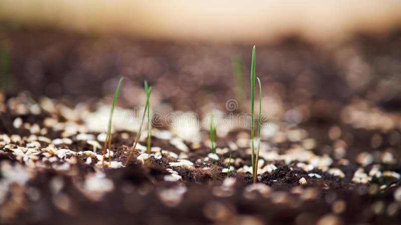 Planting Seeds of Wheat Grains in the Ground. Soil with Seeds and Spro ...