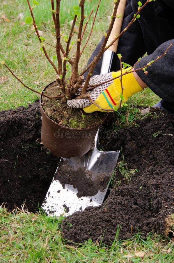 Planting a shrub stock image. Image of currant, ground - 13827565