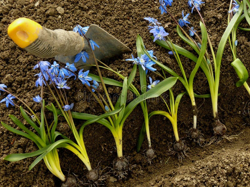 Planting siberian squill stock image. Image of flower - 39004367