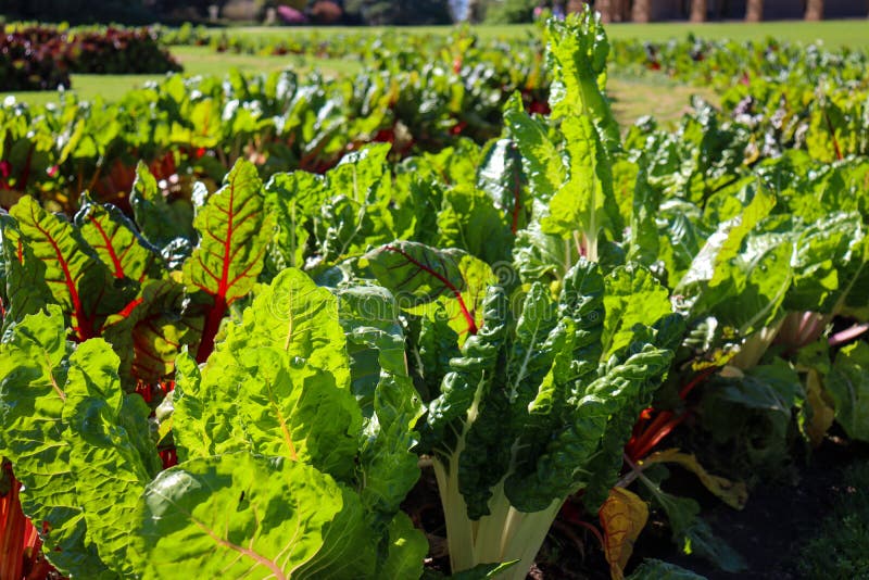 Planting of Silver Beet on a Sunny Day Stock Image - Image of plant ...
