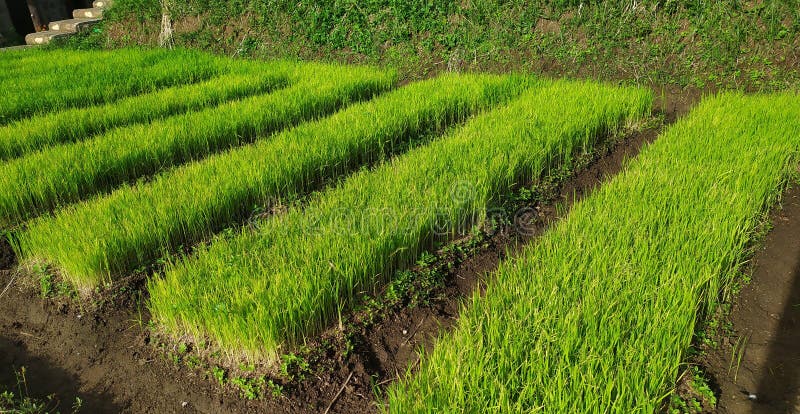 Planting of Small Rice Trees in Indonesia Stock Photo - Image of ...