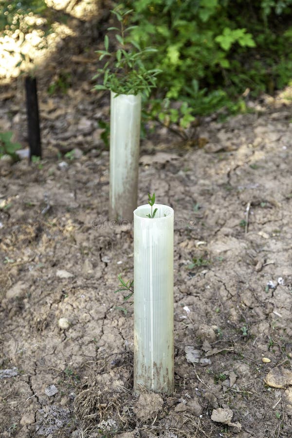 Planting of small trees stock image. Image of holding - 248913903