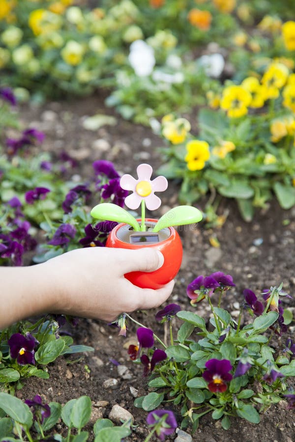 Planting Solar Powered Flower Stock Photo - Image of blooming, plant ...