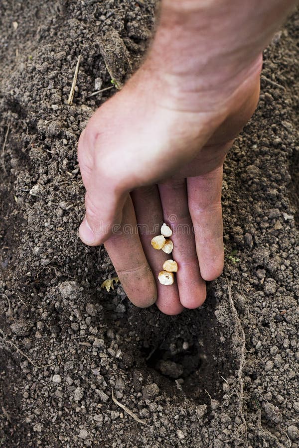 Planting and Sowing Seeds stock image. Image of gardening - 108335021