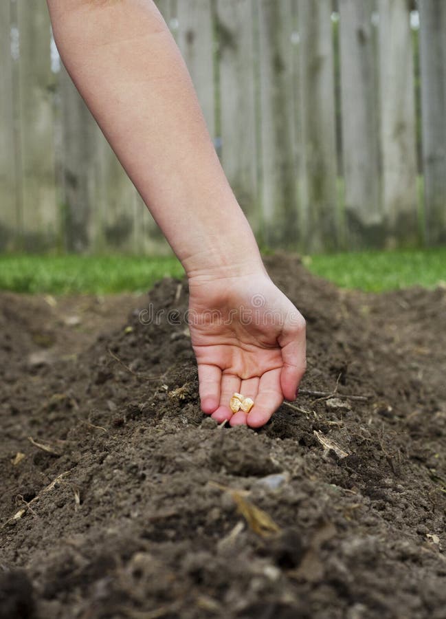 Planting and Sowing Seeds stock photo. Image of sowing - 108335030