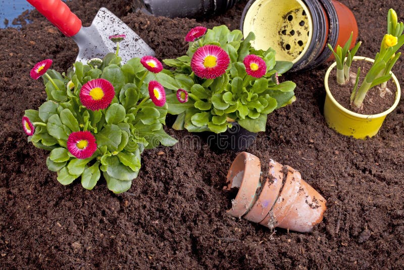 Planting spring flowers stock image. Image of flowers - 23601615