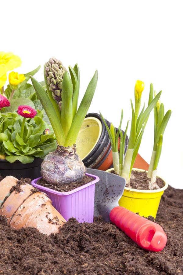 Planting spring flowers stock image. Image of narcissus - 23602121