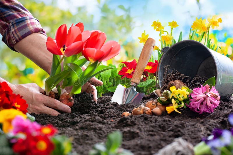 Planting Spring Flowers stock photo. Image of growing - 29759468