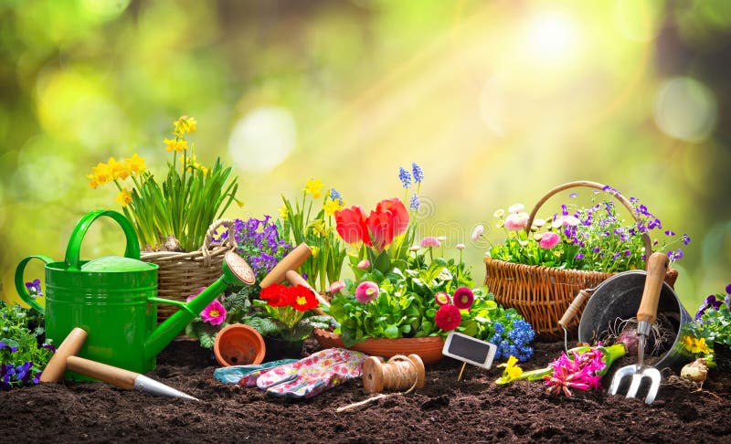 Planting Spring Flowers in the Garden Stock Photo - Image of leisure ...