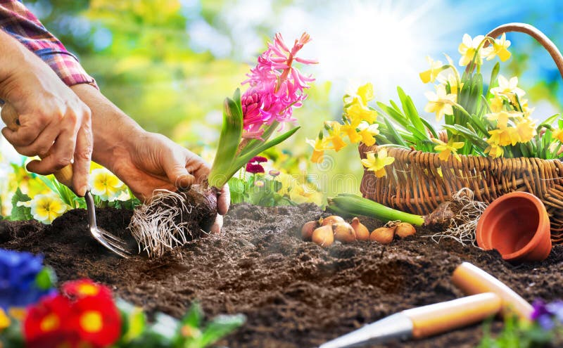 Planting Spring Flowers stock photo. Image of growing - 29759468