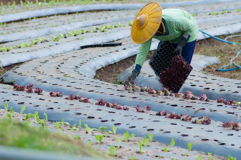 Planting the sprout stock image. Image of landscape, plantation - 36728871