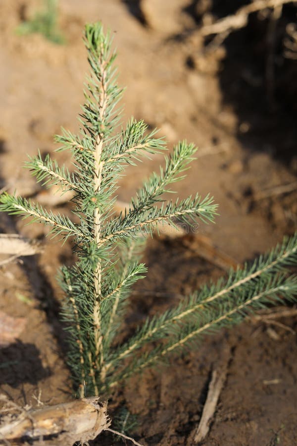 Planting Spruce Seedlings in the Ground. Planting a Forest Stock Photo ...