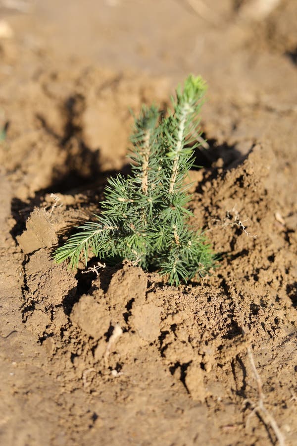 Planting Spruce Seedlings in the Ground. Planting a Forest Stock Image ...