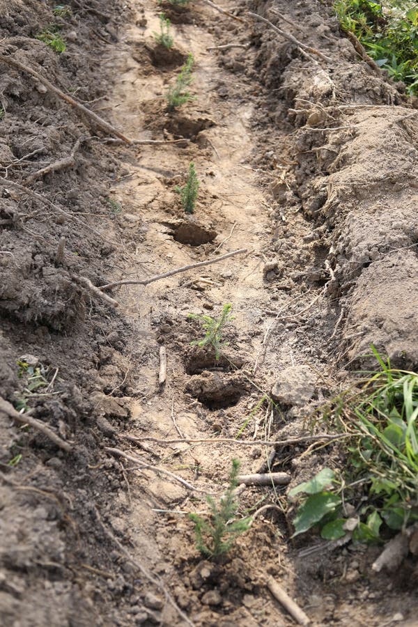 Planting Spruce Seedlings in the Ground. Planting a Forest Stock Image ...