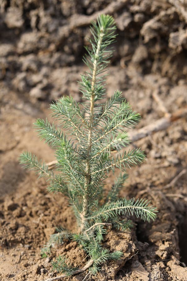 Planting Spruce Seedlings in the Ground. Planting a Forest Stock Photo ...