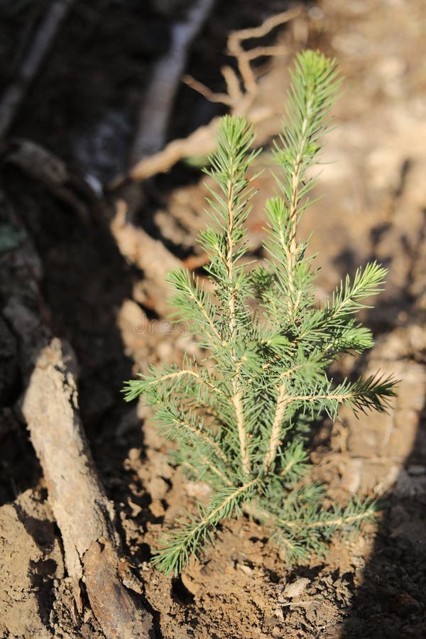 Planting Spruce Seedlings Ground Forest Landscaping Territory Stock ...