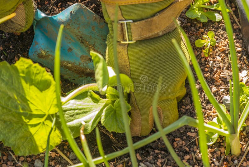 Planting Squash and Salad Plants in the Garden in the Early Spring ...