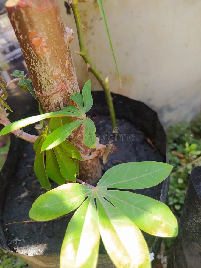 Planting Stem Cuttings Cassava Tree Stock Image - Image of cuttings ...