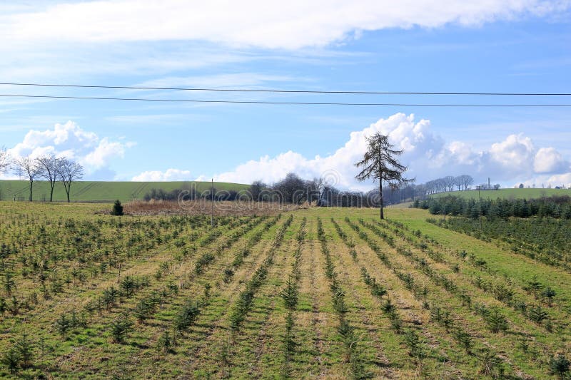 Planting Stock, Pine Tree Nursery in Germany Stock Image - Image of ...