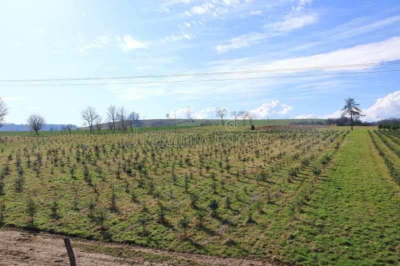 Planting Stock, Pine Tree Nursery in Germany Stock Image - Image of ...