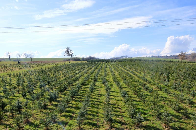 Planting Stock, Pine Tree Nursery in Germany Stock Photo - Image of ...