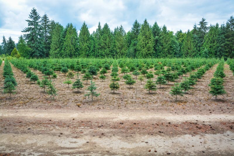 Planting Stock of Pine Trees at the Road Stock Image - Image of rows ...