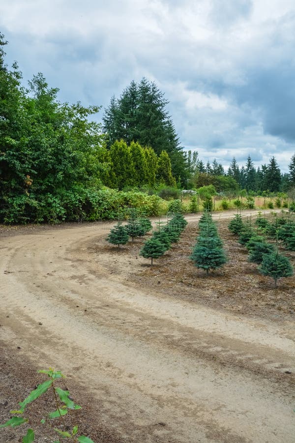 Planting Stock of Pine Trees at the Road. Stock Photo - Image of pine ...