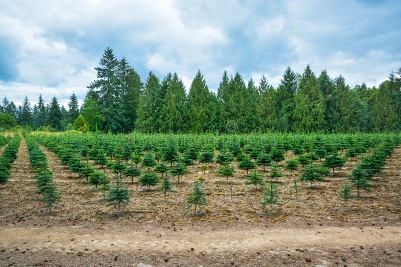 Planting Stock of Pine Trees at the Road Stock Image - Image of rows ...