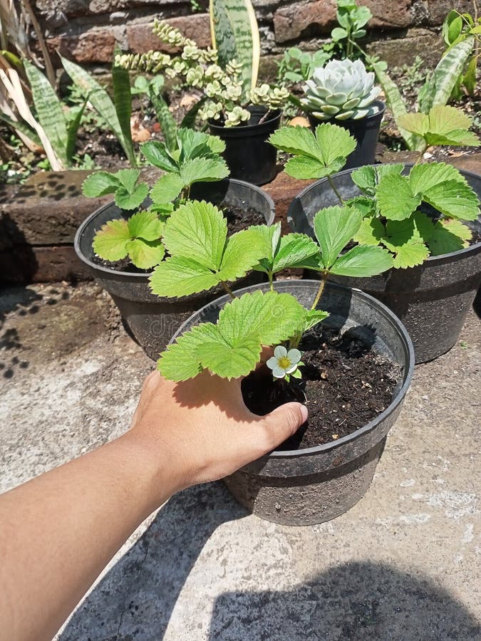Planting Strawberry Plants in Pots Stock Image - Image of juice, white ...